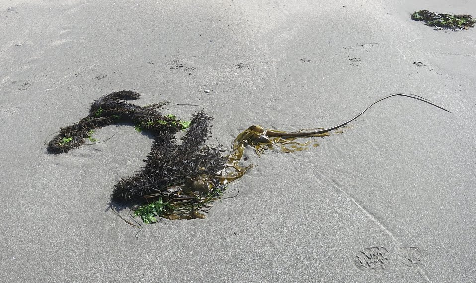 Ocean In View: Kelp Dragon