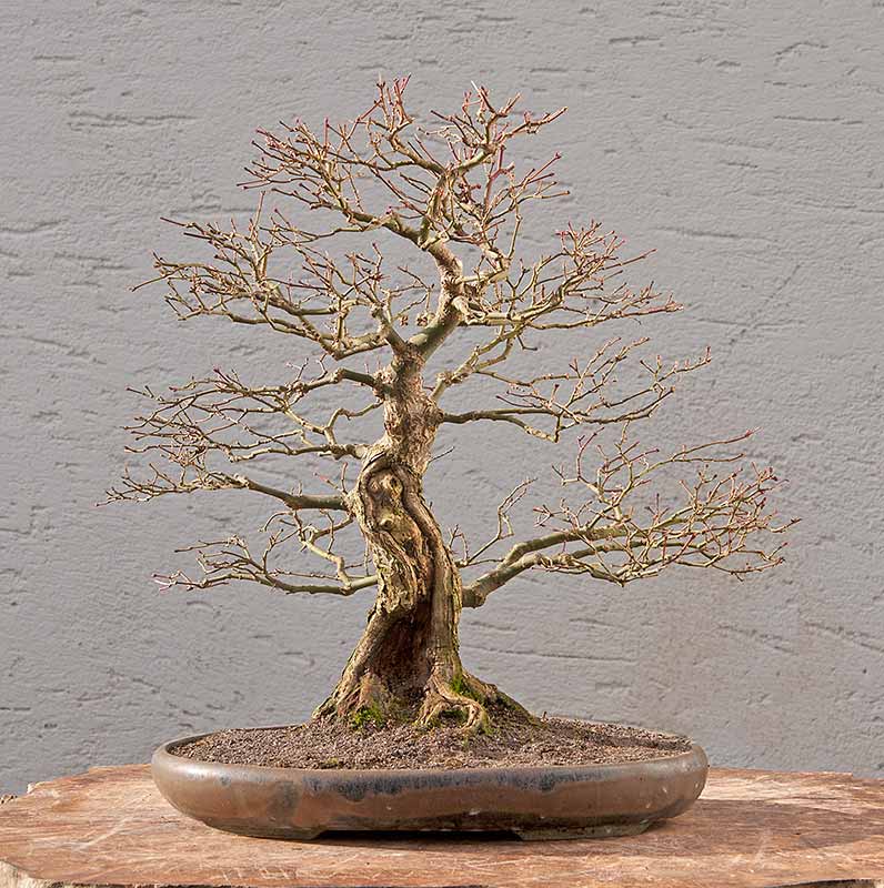 Walter Pall Bonsai Adventures: Japanese maple #5 wired