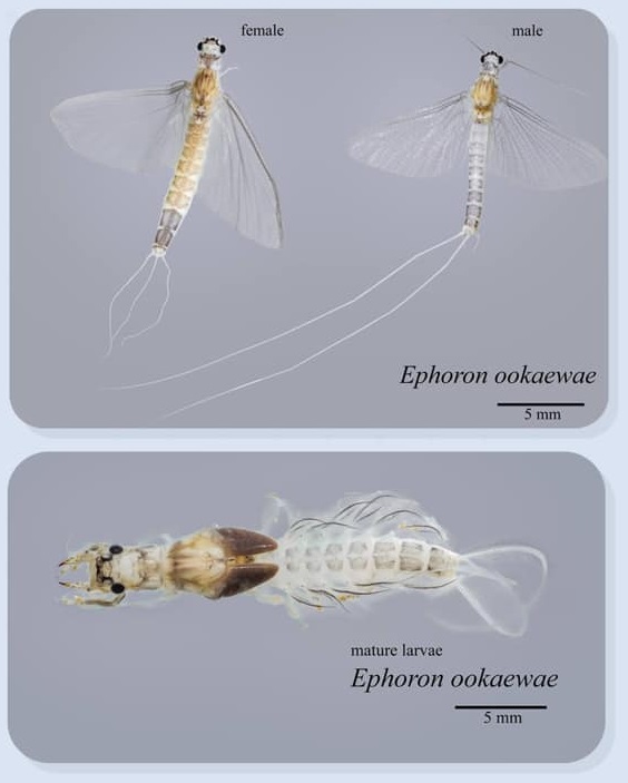 Species New to Science: [Entomology • 2021] Ephoron ookaewae • A New ...