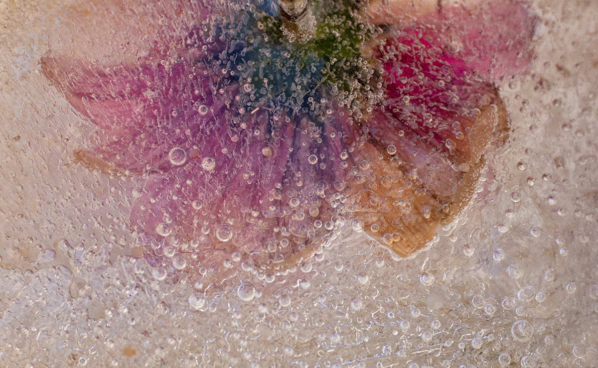 Kathleen Clemons Photography: Frozen Flowers