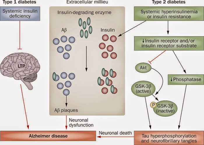 Relaxed Focus: "Alzheimer's Disease Is Type 3 Diabetes."