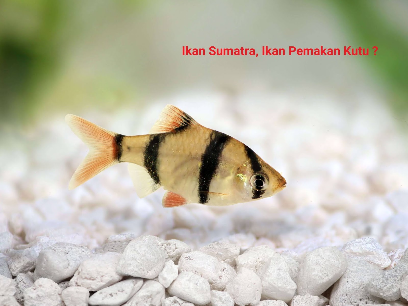Ikan Tiger Barb