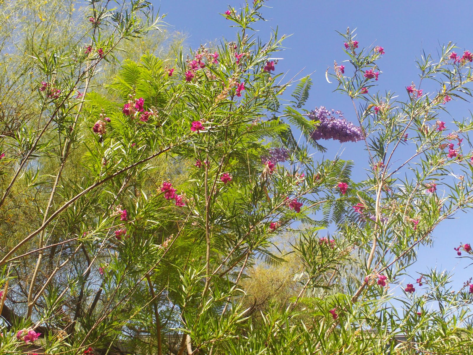 Las Aventuras: The Desert Willow
