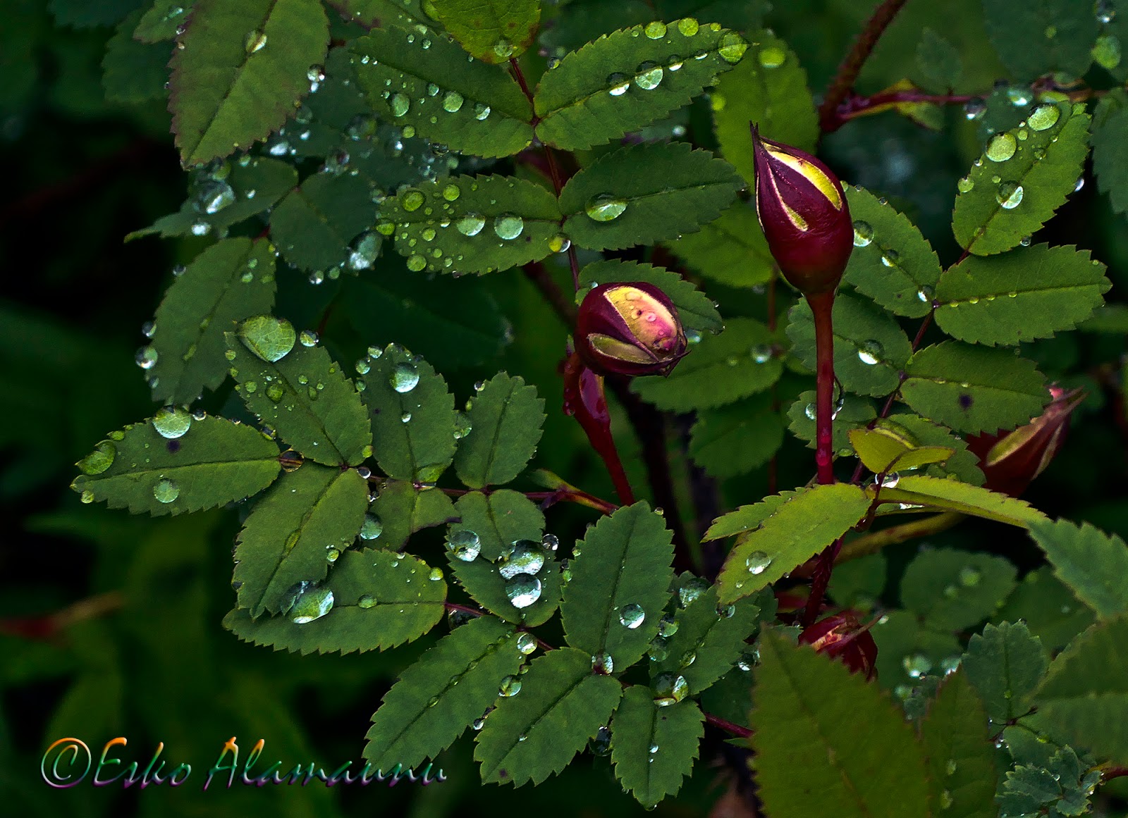 Eko-Kuvia: Ruusun kärsimyksiä...
