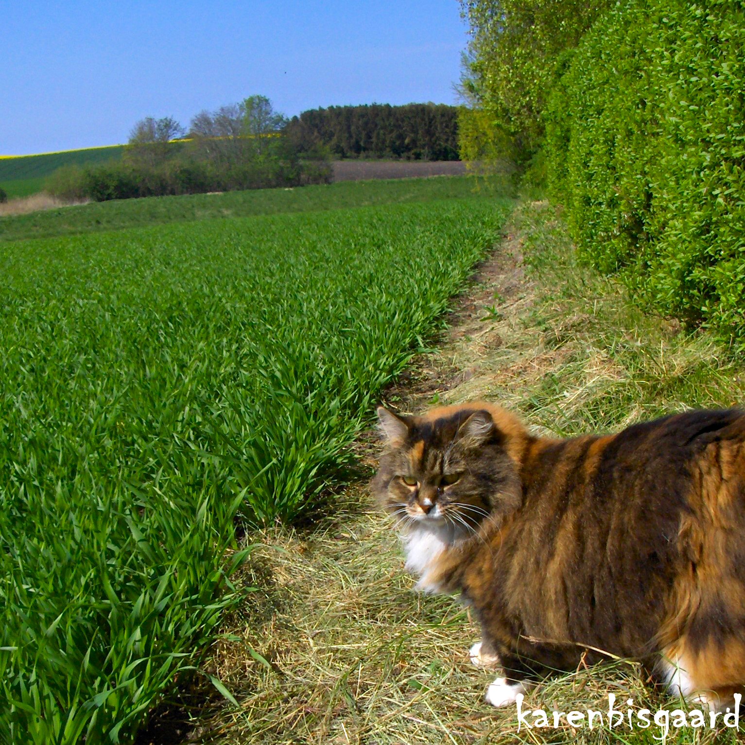 Karen`s Nature Photography: Fluffy Cat Next to Field of Crop.