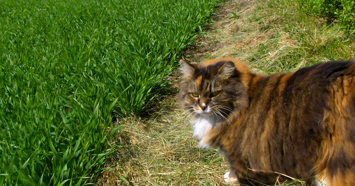 Karen`s Nature Photography: Fluffy Cat Next to Field of Crop.