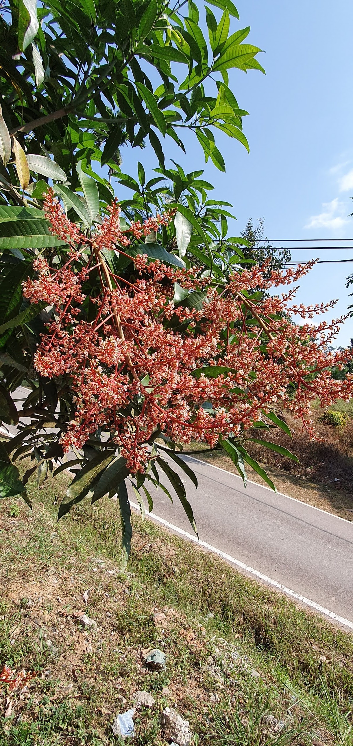 Warisan Petani: Pokok Kuini Pun Berbunga
