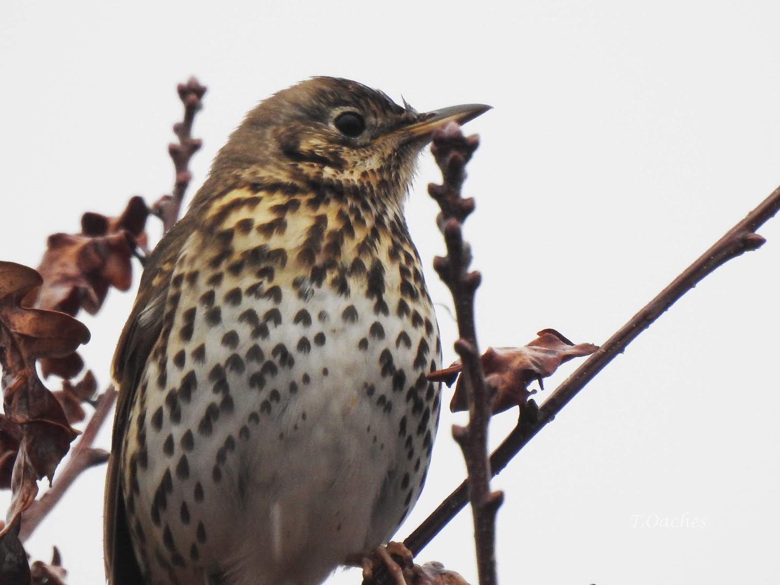 PASARI DIN ROMANIA: STURZ CANTATOR, Turdus philomelos