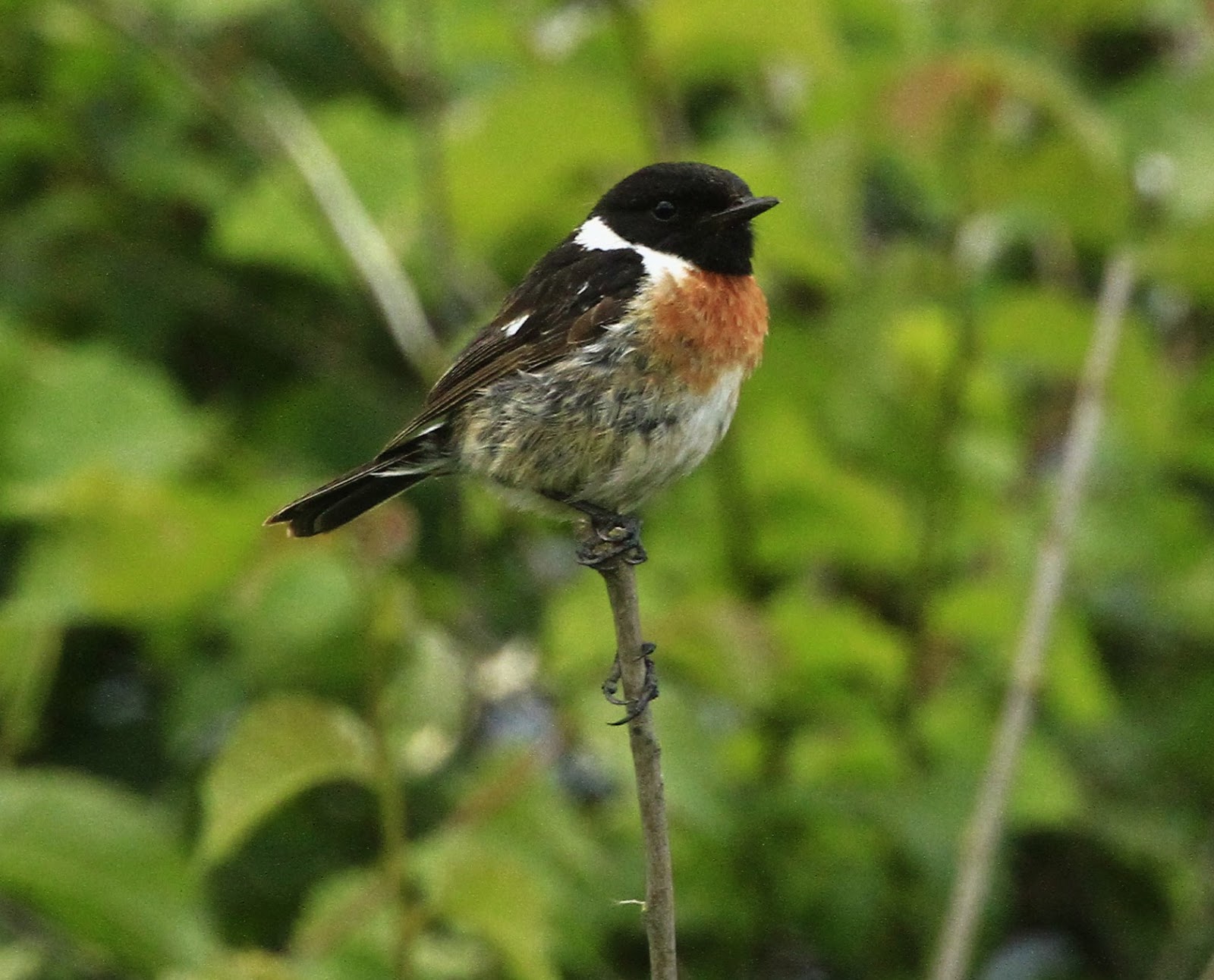 The Breckland Birder: Kelling Heath and Kelling Quags, Norfolk (with ...