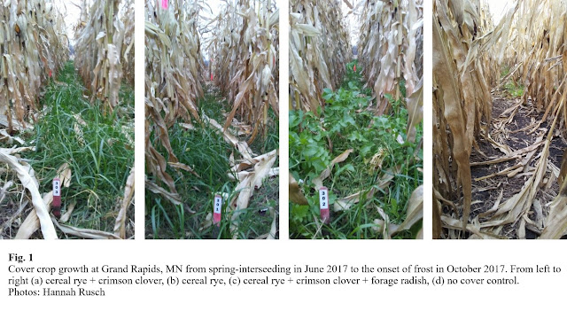 Interseeding cover crops in corn
