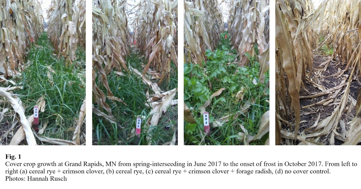 Interseeding cover crops in corn