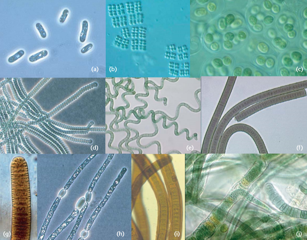 Cyanobacteria. Parte 1