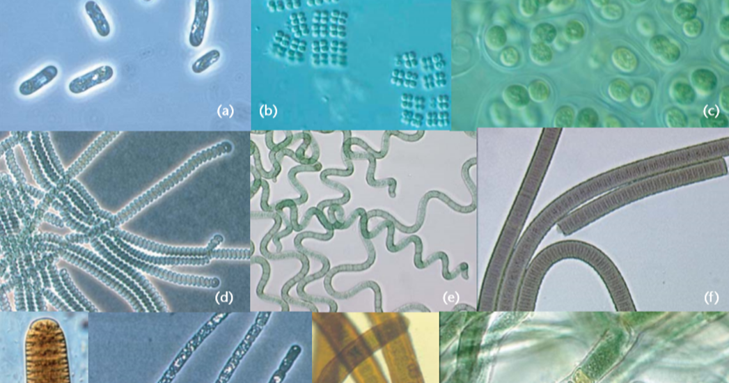 Cyanobacteria. Parte 1
