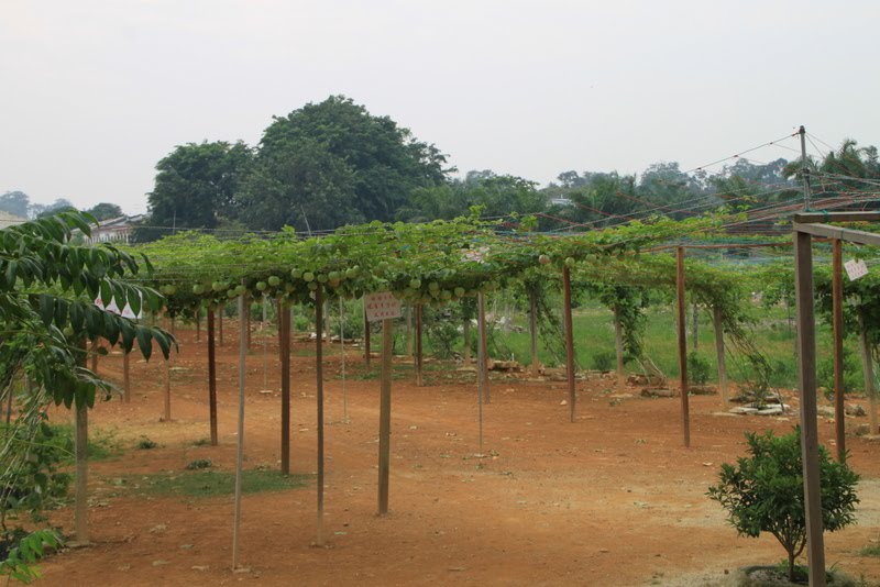 Journey Of My Garden: Visit to Passion Fruit Farm