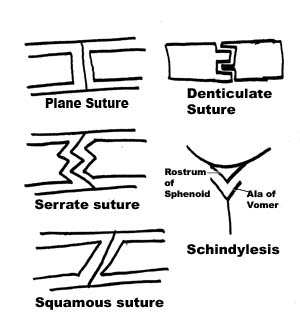 Types of Joints - Health and Fitness Blog