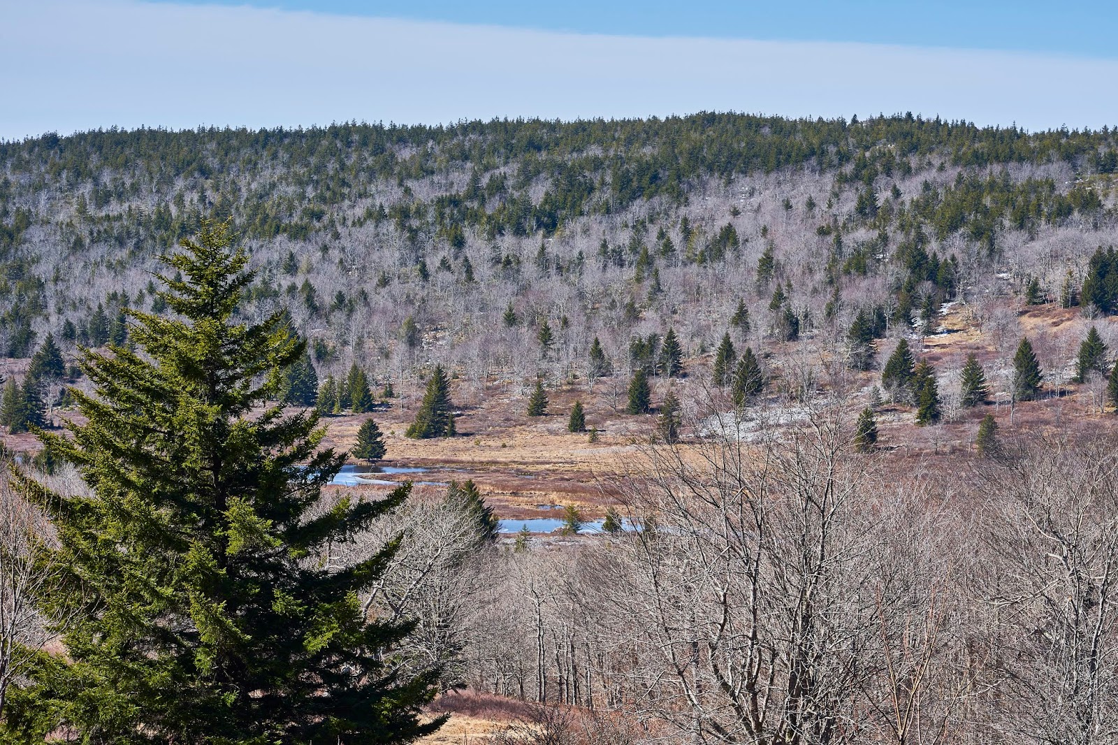 Dolly Sods spring | Backcountry Post