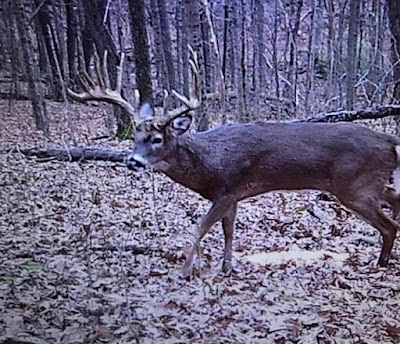 A Kentucky Buck Named "Moose" | Outdoors | Before It's News