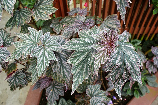 Всё о бегониях и не только...: Begonia 'Pink Minx'