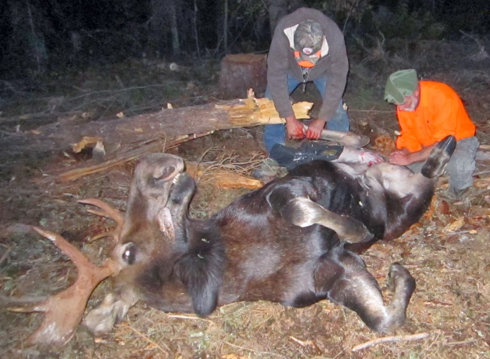 We Live In The Country!: Oh, Canada! British Columbia Moose Madness!