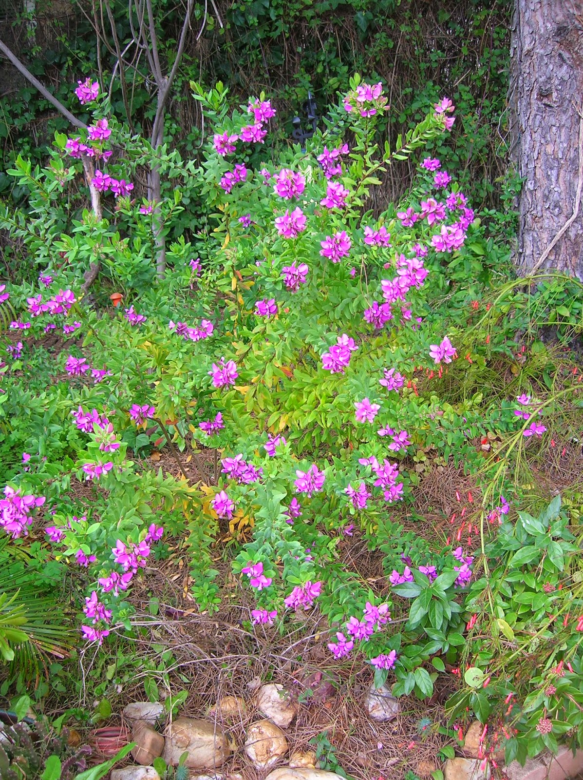 Recregarden: POLYGALA MYRTIFOLIA