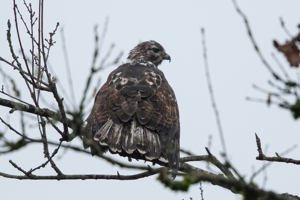 Hawk Identification Tips from every angle (Sharpie vs Cooper and Red ...