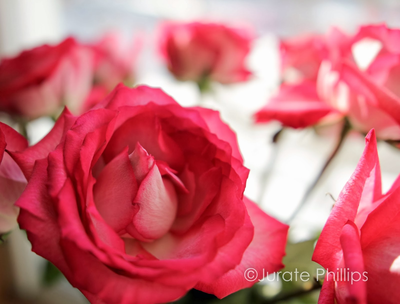 Gourmet Art Studio Blog: Anniversary Roses