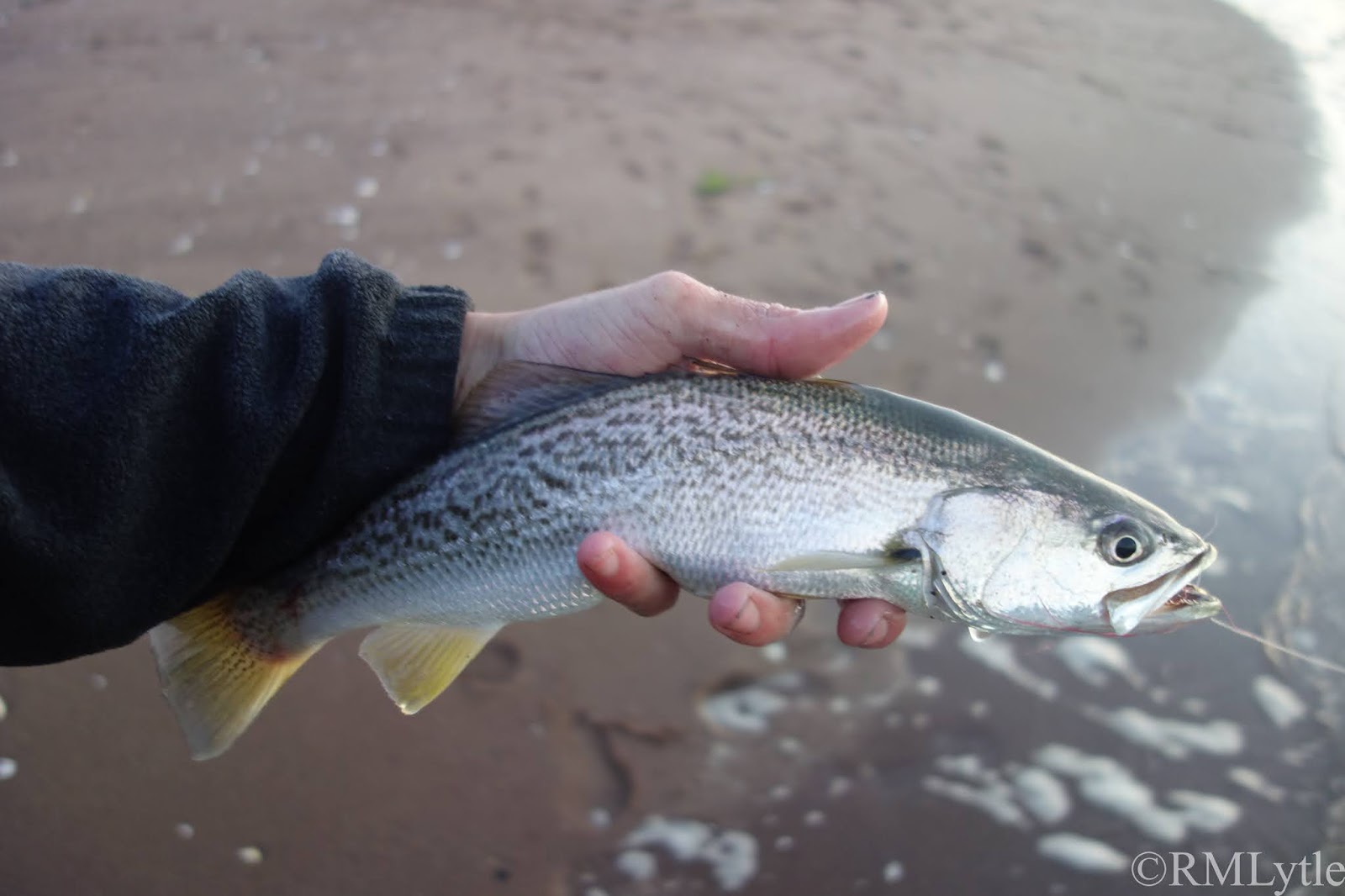 Delaware Weakfish
