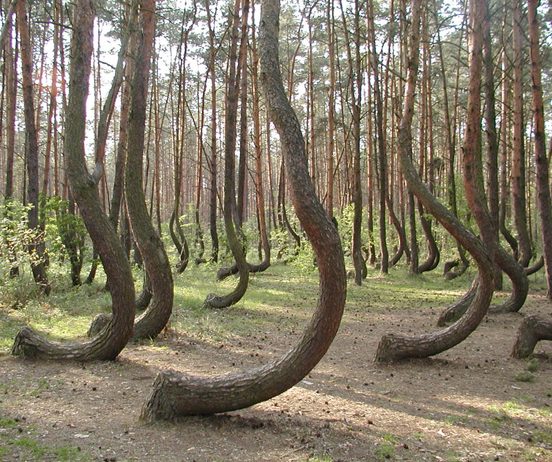 Crooked Forest – Gryfino, Poland
