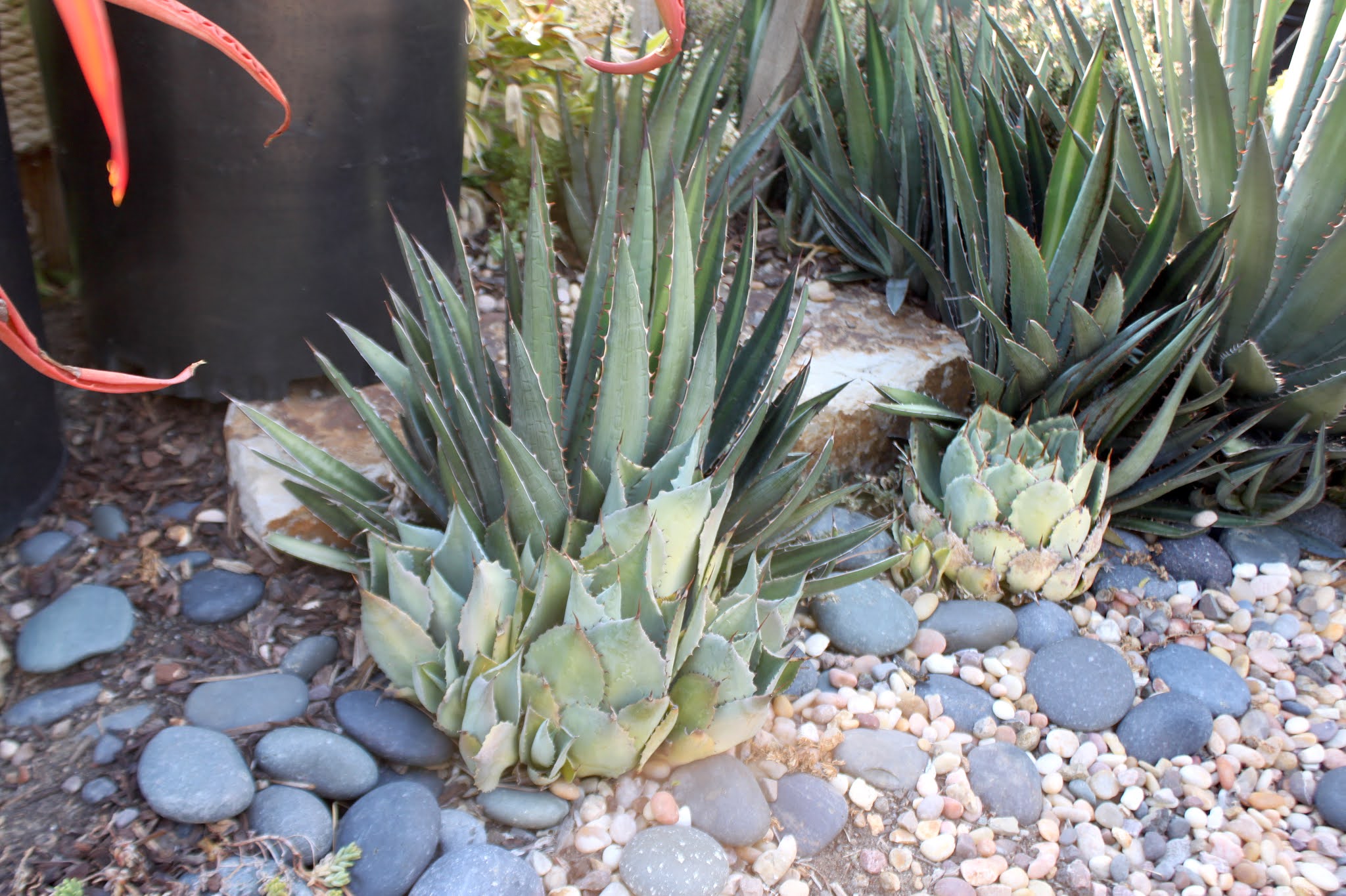 Small Agaves in the Garden