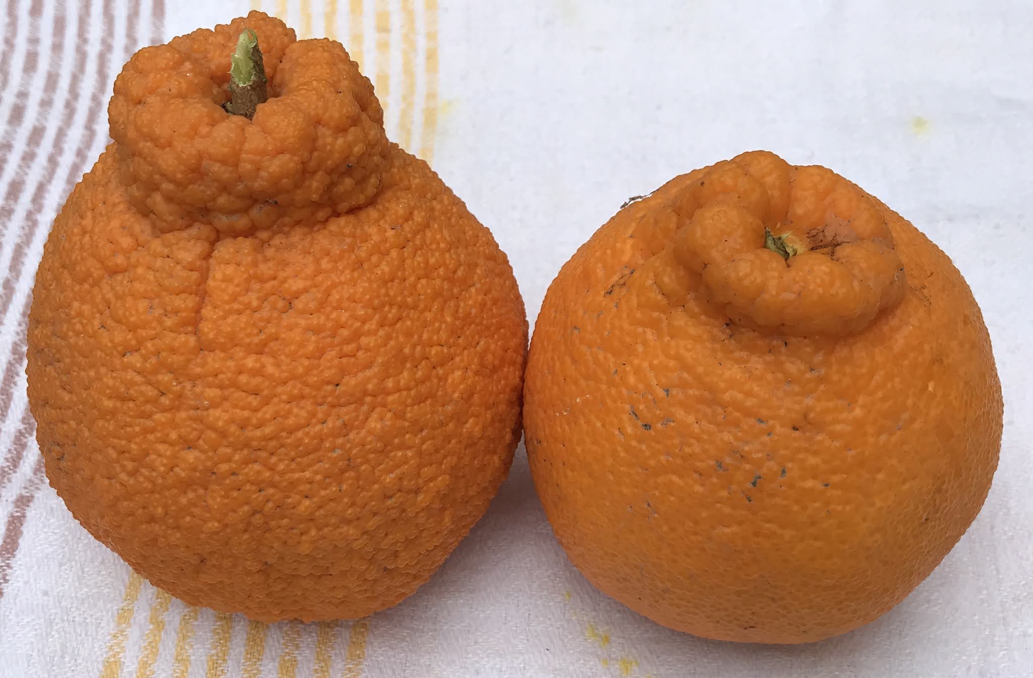 Gardening : My Sumo seedling and Shiranui fruit tasting 2021