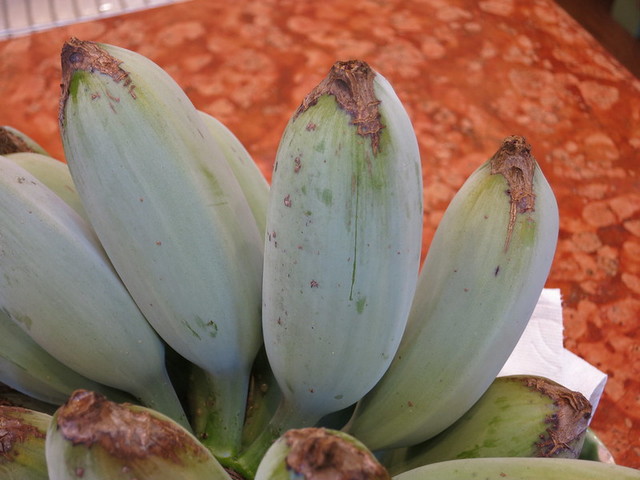 Chingum — Discover Curiosities: Blue Java Banana