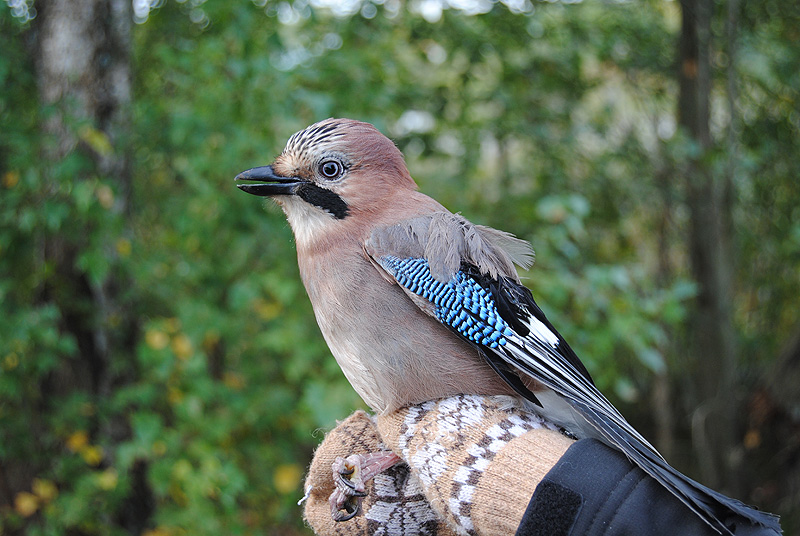 Birding Catalunya: Quants anys viuen els ocells?