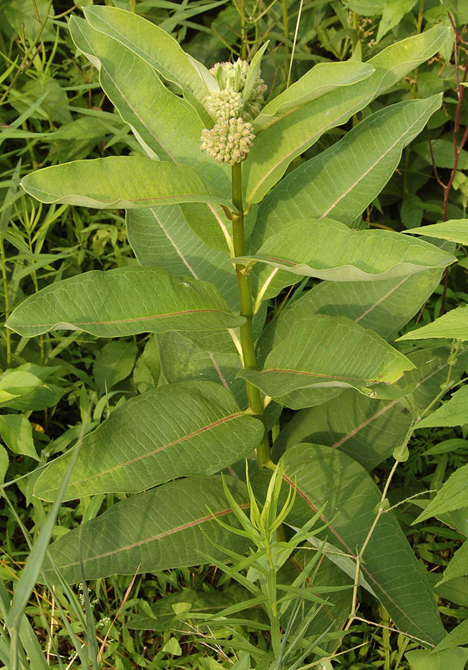 MILKWEED COMPARISONS