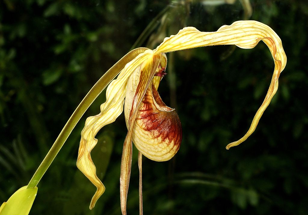 Phragmipedium caudatum care and culture | Travaldo's blog