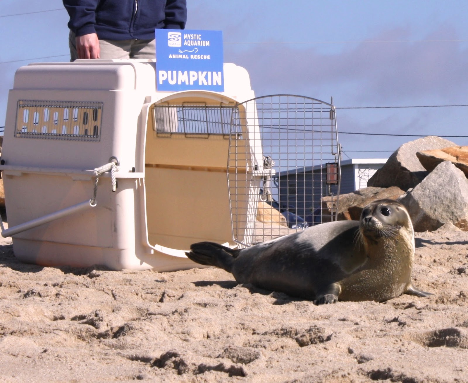 Progressive Charlestown: Another seal gets returned to the wild Progressive Charlestown: Another seal gets returned to the wild