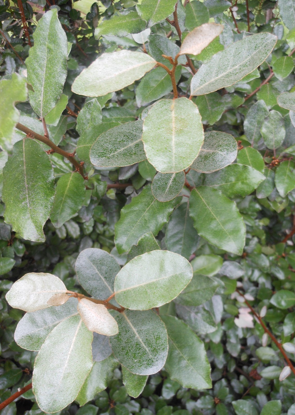 Old faithful plants - Elaeagnus pungens