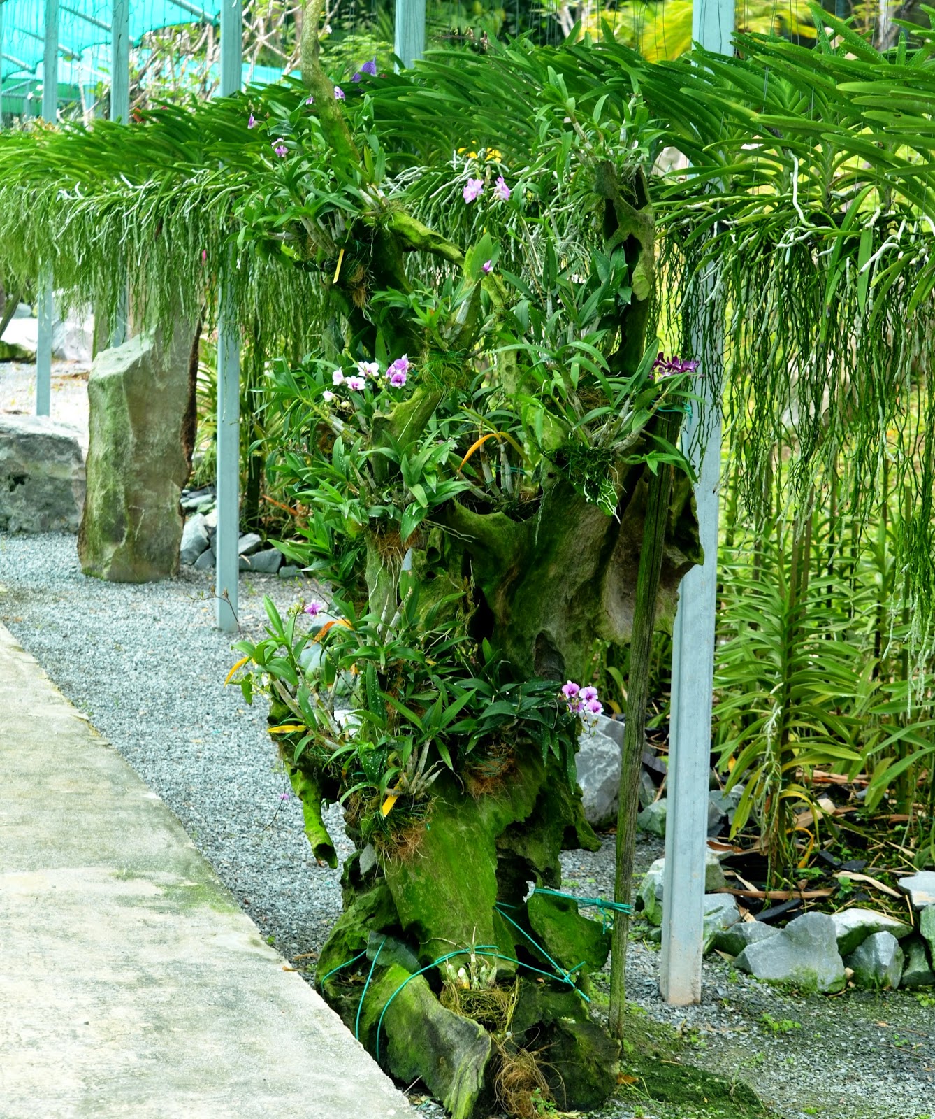4 da Love of Orchids: Blooming orchids on dummy trees - 4