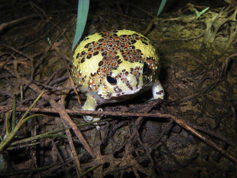 Adam's Amazing Book: Amazing Frogs