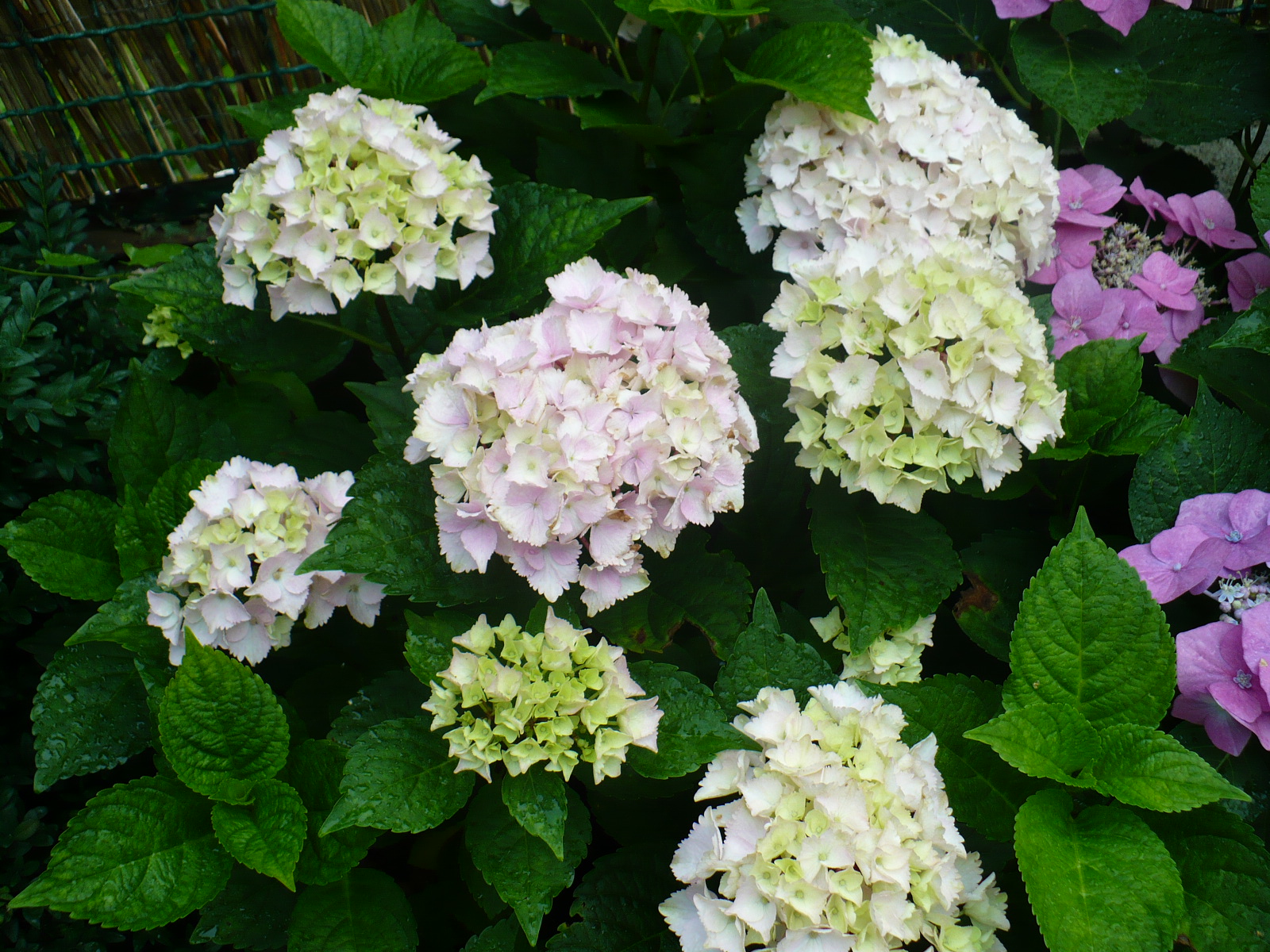 Hydrangea, Hortensja: Hydrangea macrophylla (Hortensja ogrodowa ...