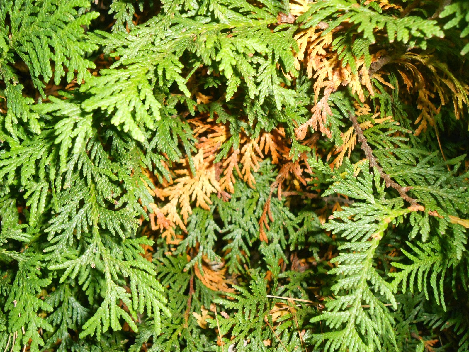 Sproutsandstuff: Interior Browning and Fall Needle Drop on Conifers ...