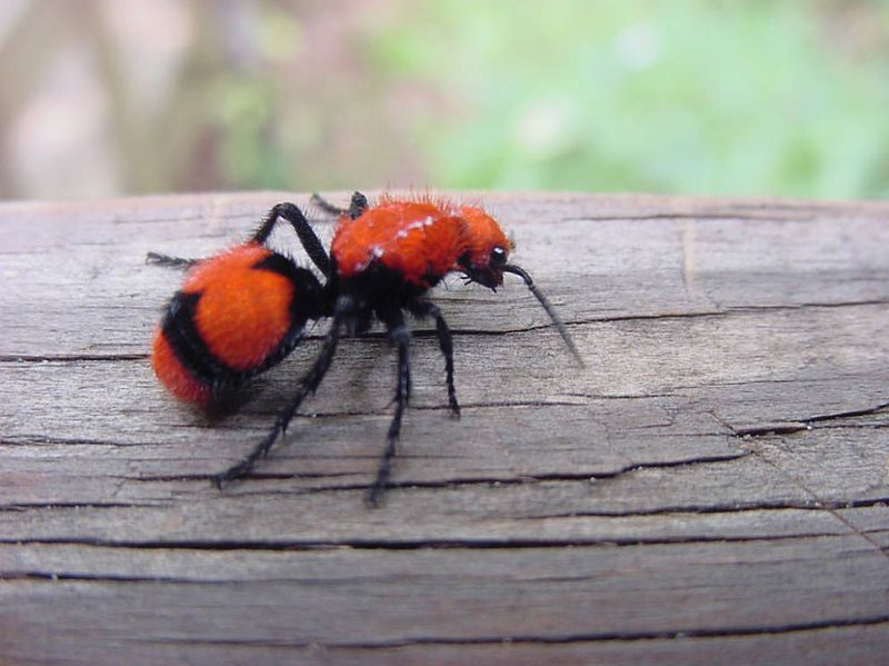 ARBICO Organics: 10 Halloween-Worthy Insect Names