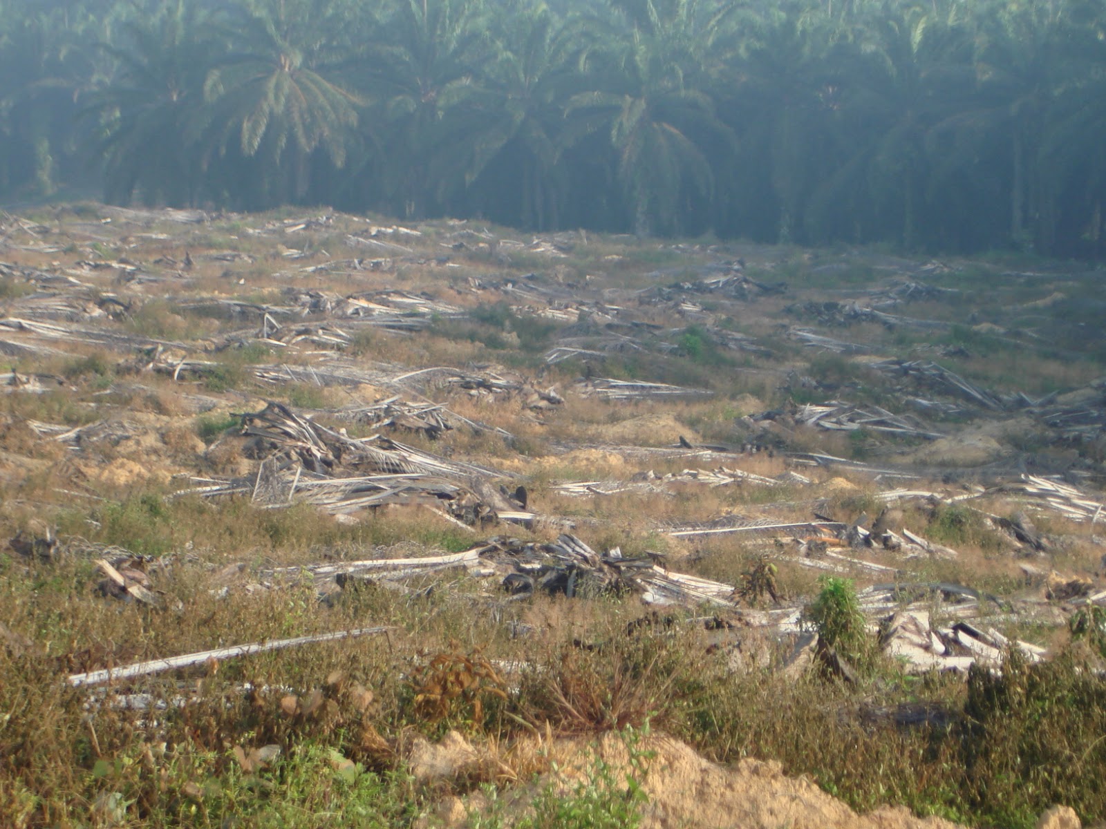 Everything Is Originals Just From Me: LAND PREPARATION FOR OIL PALM ...