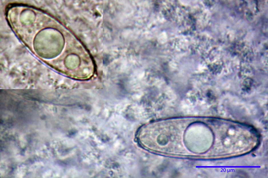 Funghi Teramani: Discina martinii (Donadini & Astier) Donadini & Astier