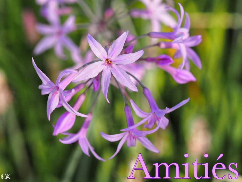 j'ai vu, j'ai photographié, je partage: E-card Amitiés