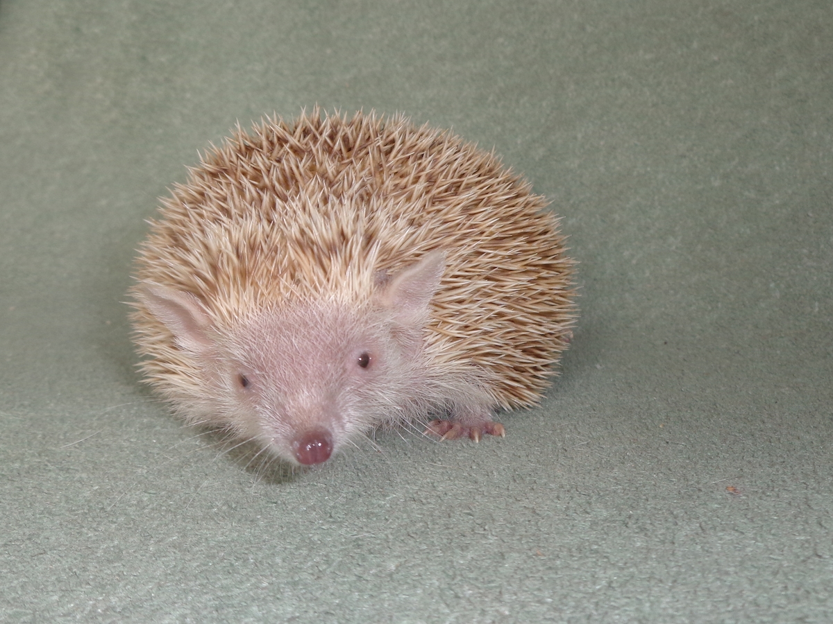 IGIELNIK i DRZEWIÓRKI : Tenreki Mniejsze