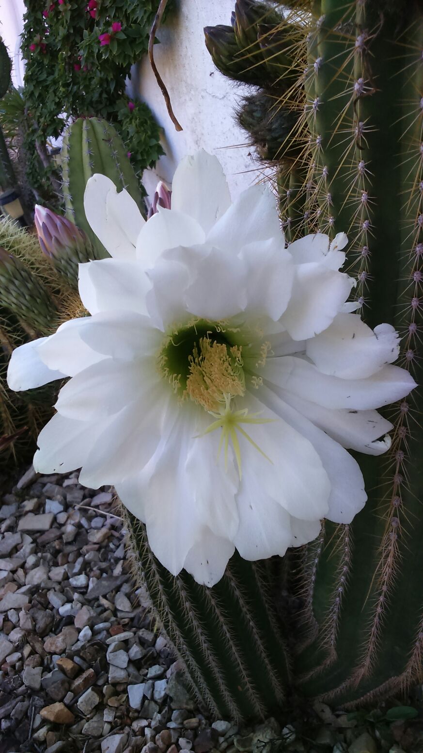 Los cactus de MJ-JA: Echinopsis huascha