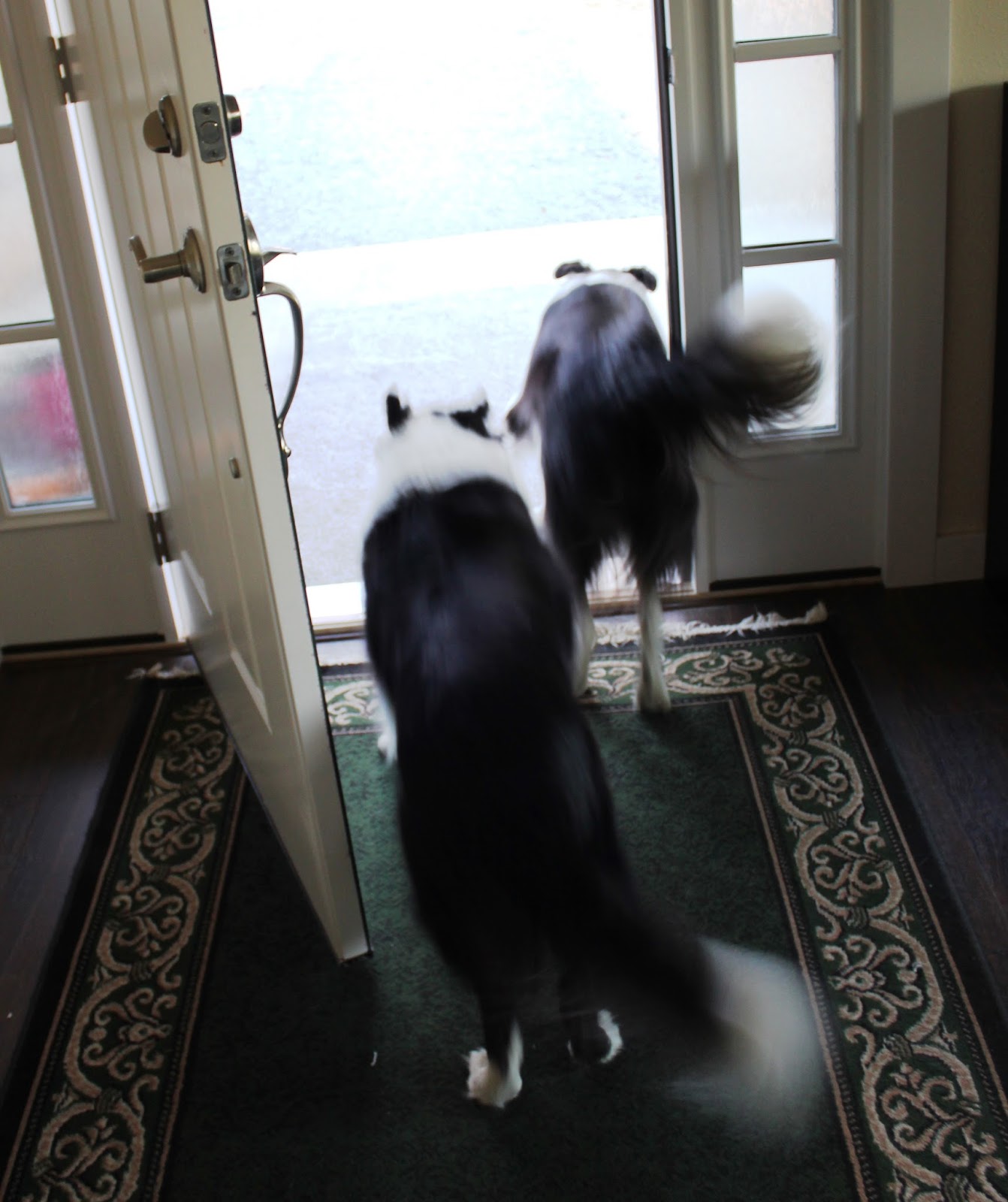 Adventures of Border Collies in the Burbs: Border Collies in a Frenzy