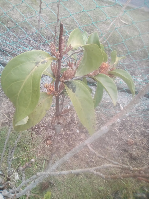 Jom Tanam Sayur ( JTS ) : Pokok Parasit Dedalu @ Salix tetrasperma ...