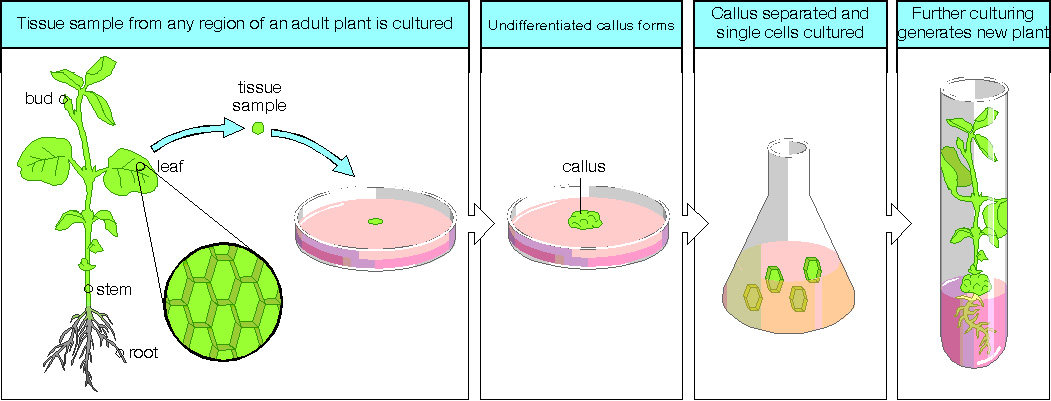 Biology matters: Plant tissue culture