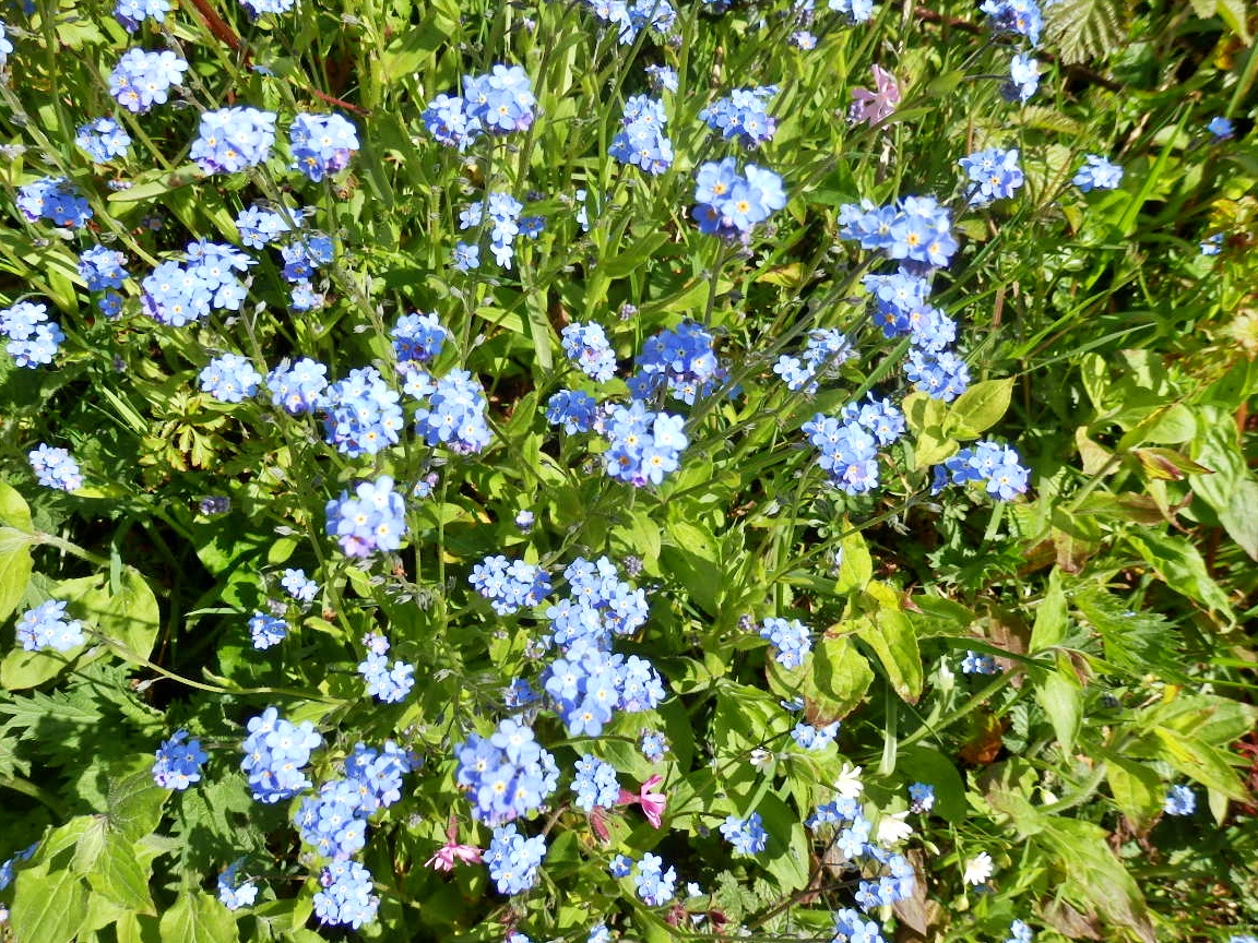 Mike's Cornwall: Flowers This Year In Cornwall